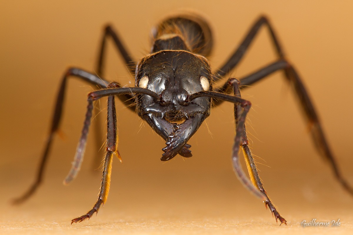 Maior formiga operária do mundo ocorre no Brasil e possui picada ...