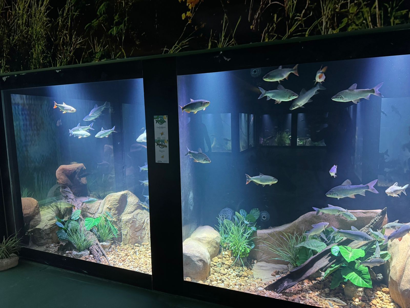 Aquário de Cuiabá é reinaugurado pela 3° vez após reforma | Mato Grosso | G1