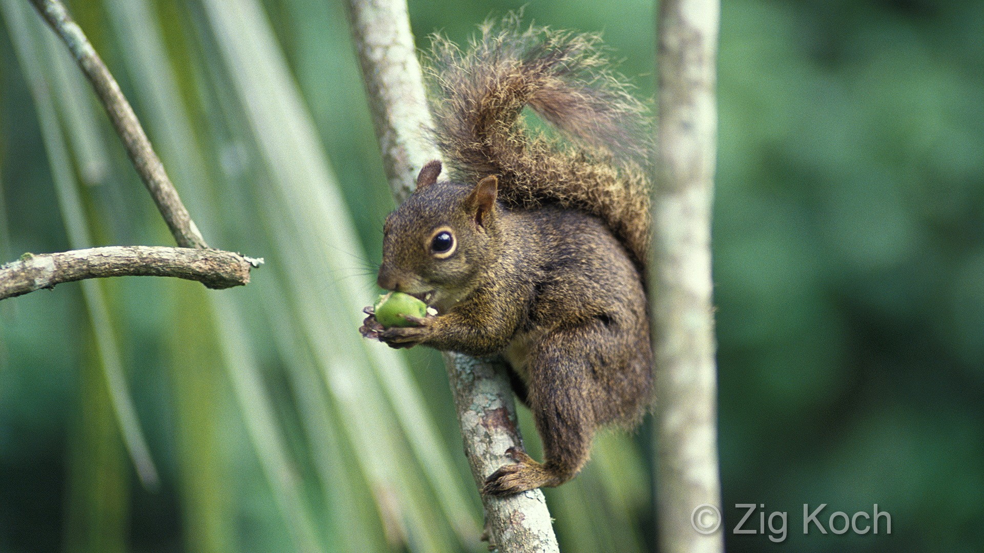 "Dia do Esquilo" é oportunidade para conhecer mais sobre as espécies | G1
