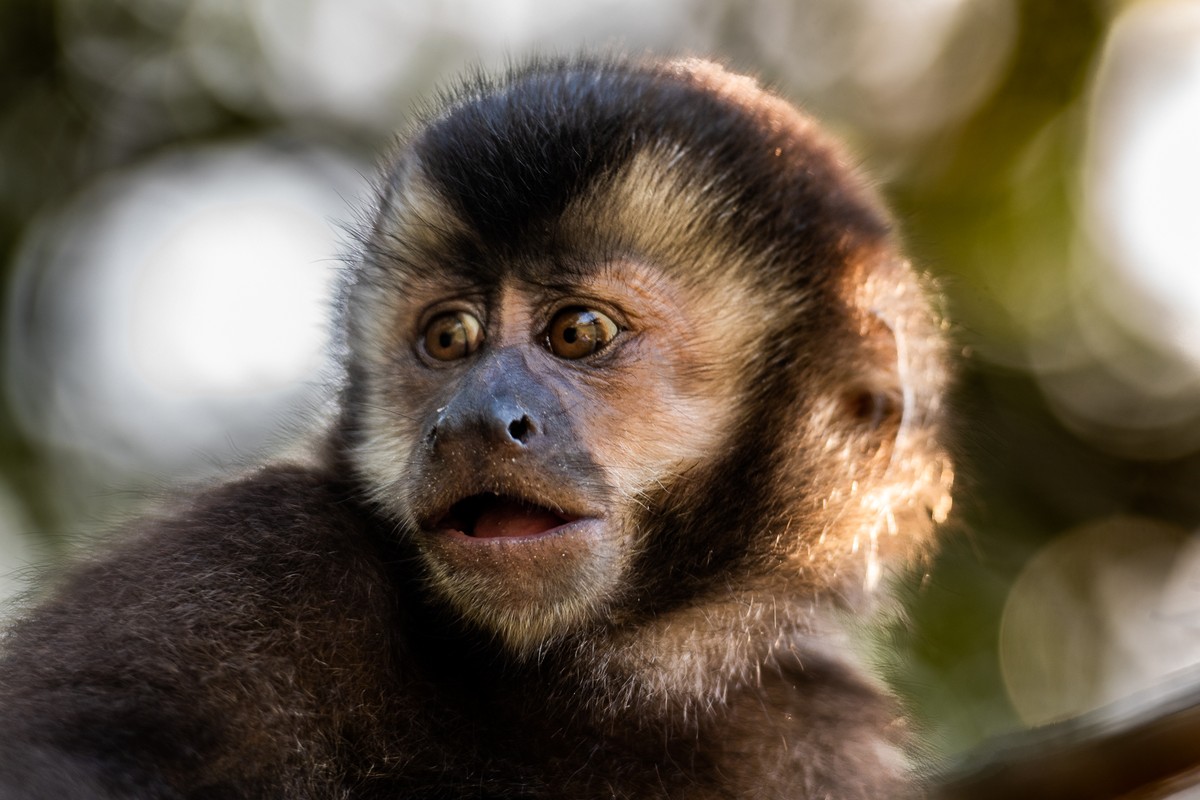 Filhote de leão-marinho, flamingos, macaco-prego: registros de um ...