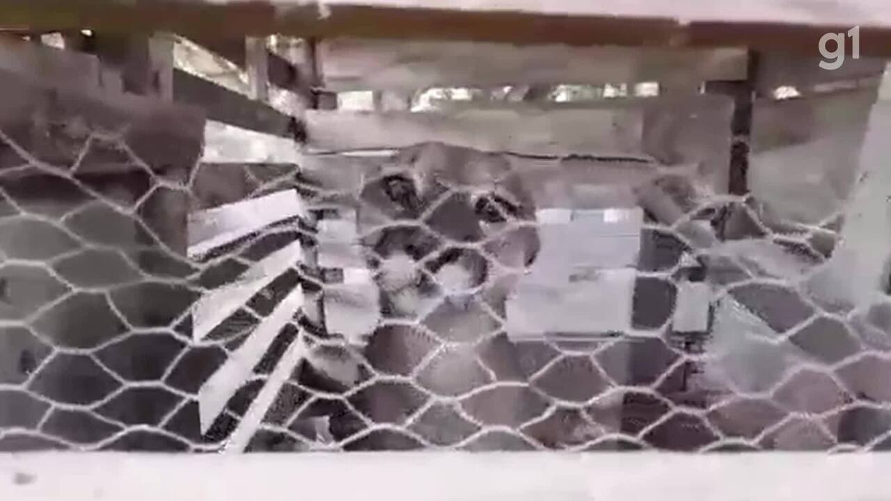 Presa em galinheiro, onça-parda ganha close antes de ser sedada e ...
