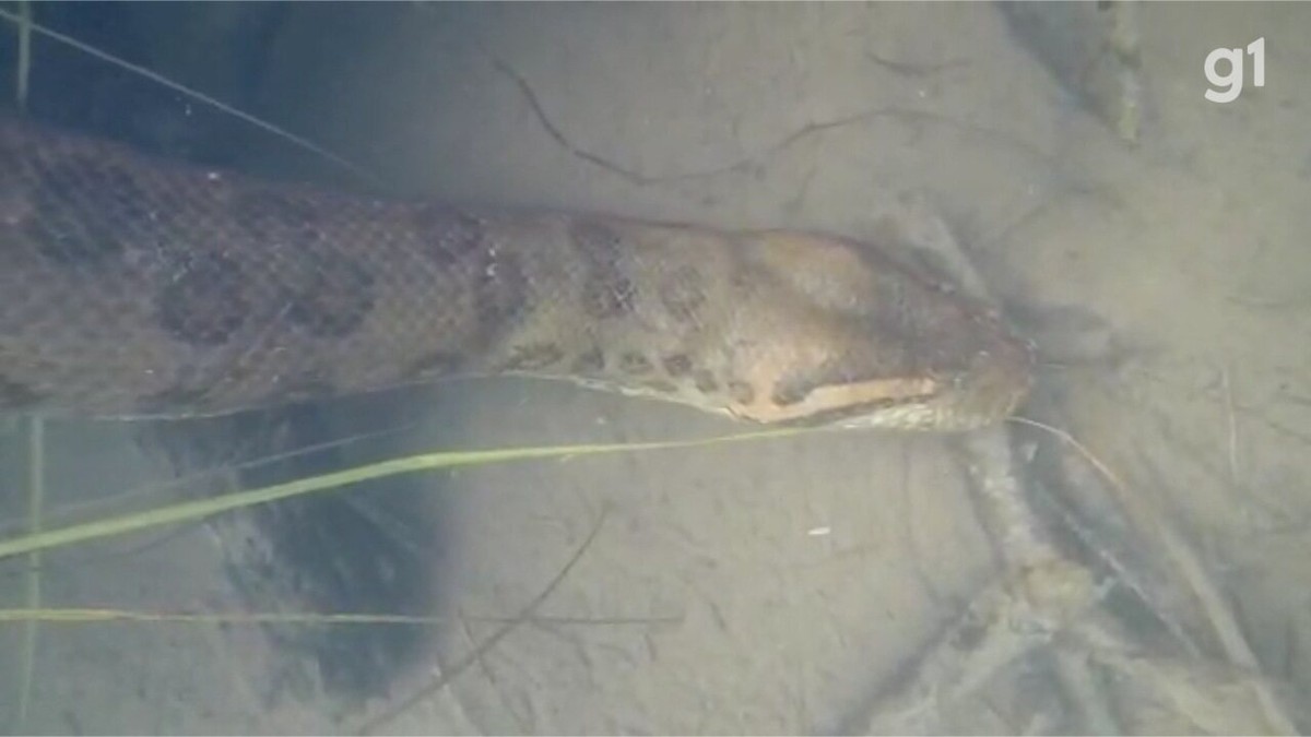 Sucuri gigante é filmada ao mergulhar em águas cristalinas durante ...
