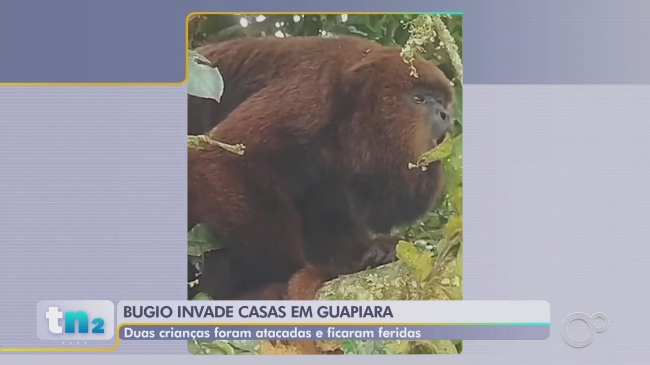 Famílias de crianças atacadas por macaco bugio em Guapiara fazem apelo ...
