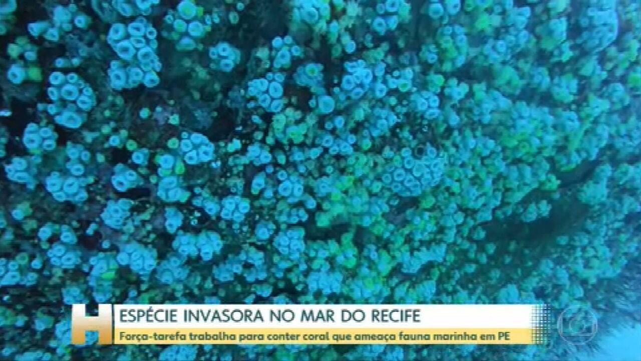 Expedição retira coral-sol de navios naufragados no litoral ...
