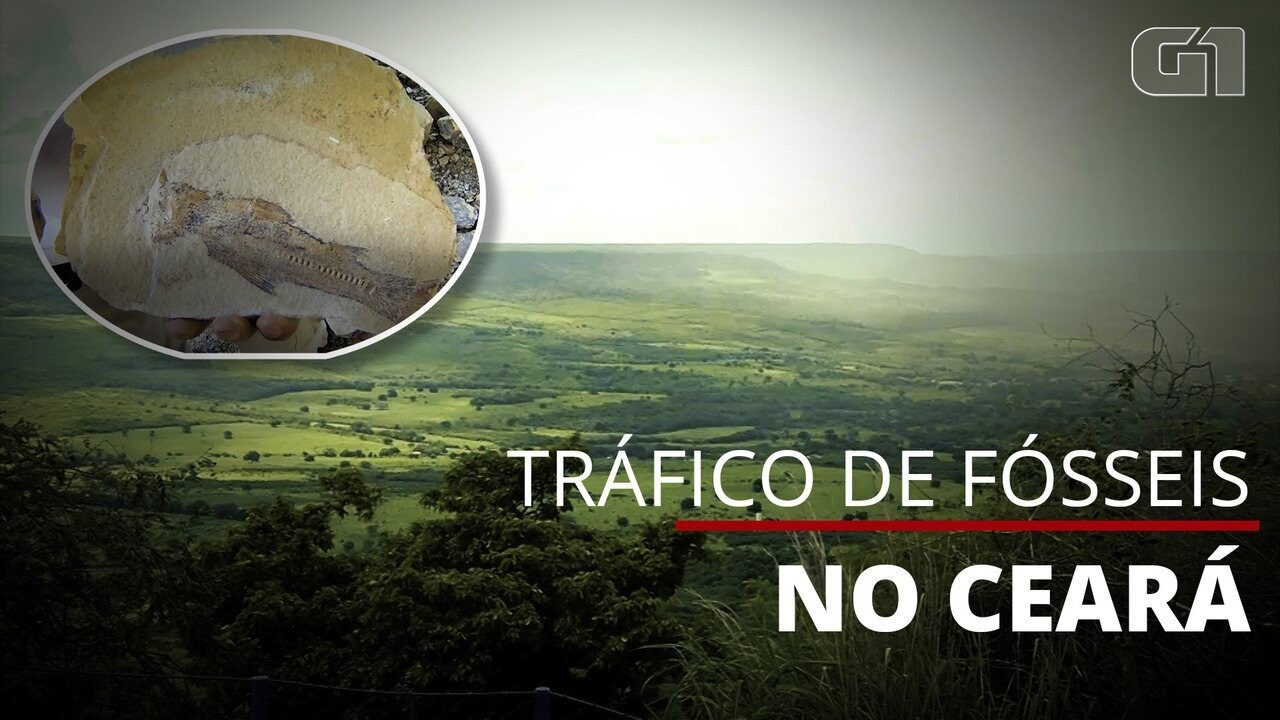 A volta do Ubirajara: conheça a história do fóssil cearense devolvido ...