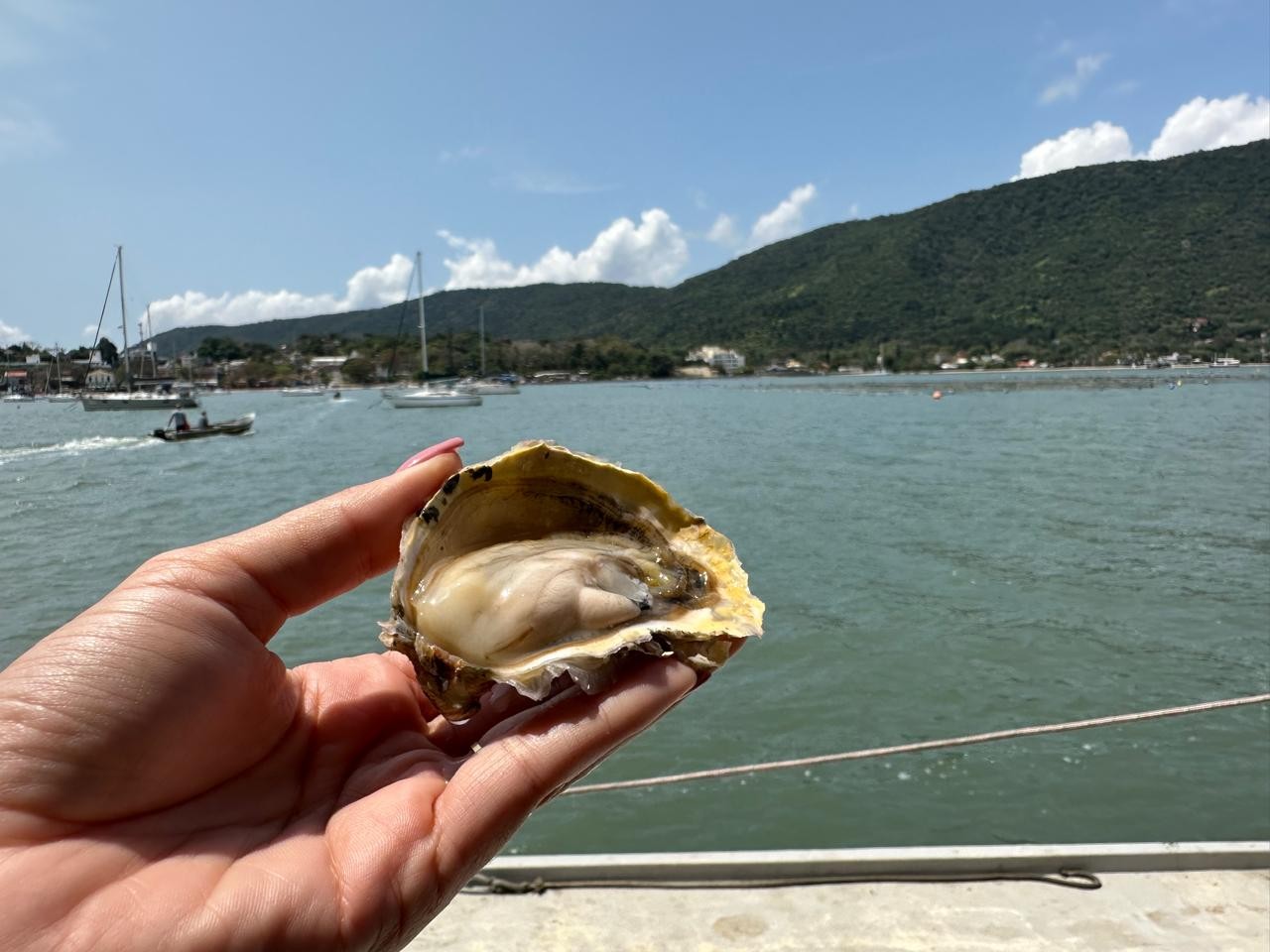 Ostra mais cultivada e consumida no Brasil é exótica | Terra da Gente | G1