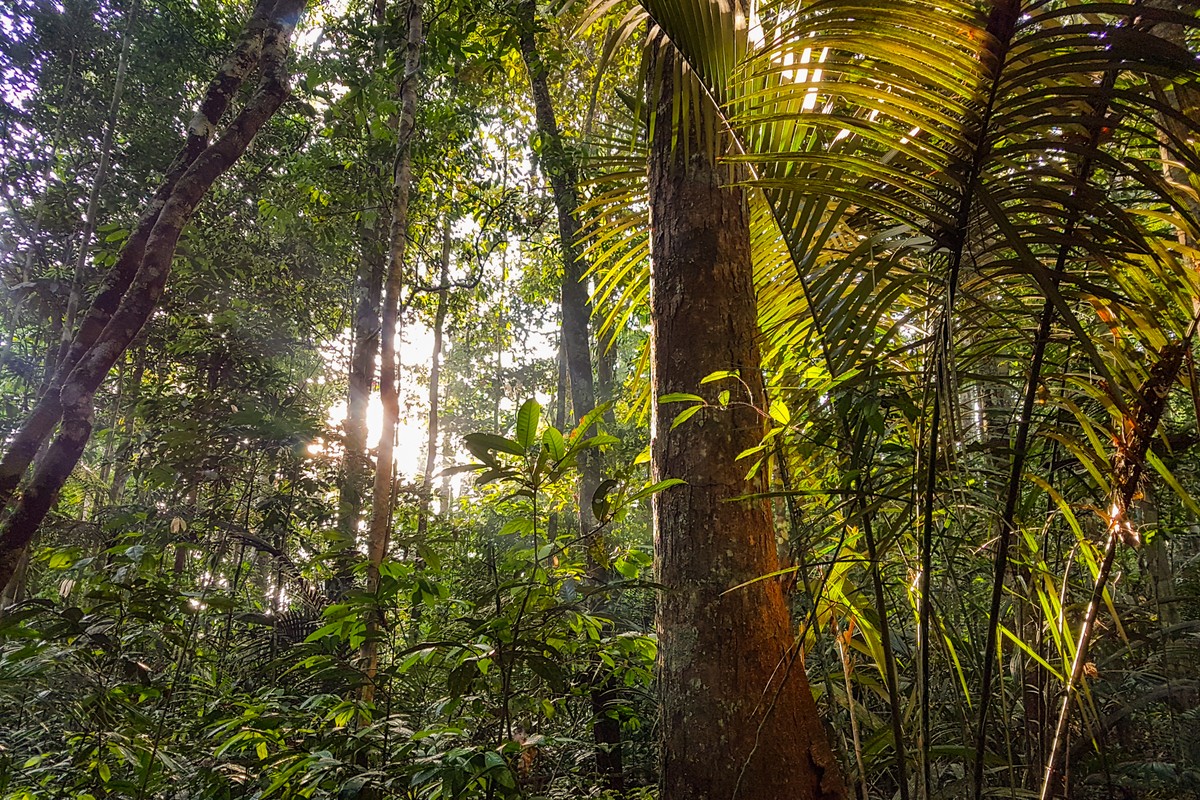 Brasil abriga a maior diversidade de plantas nativas do Mundo | Terra ...