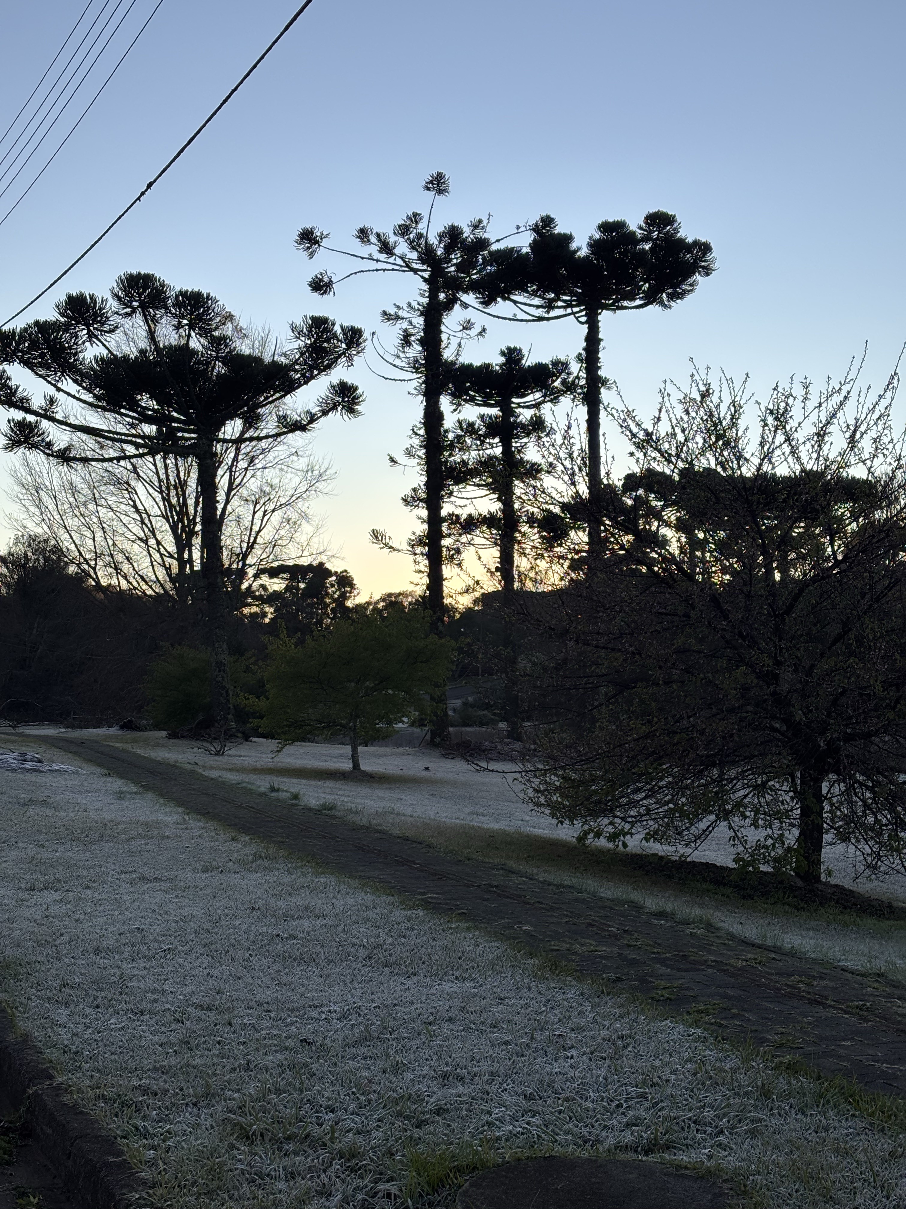 Vídeo: massa de ar frio derruba temperaturas e traz geadas ao Paraná | G1