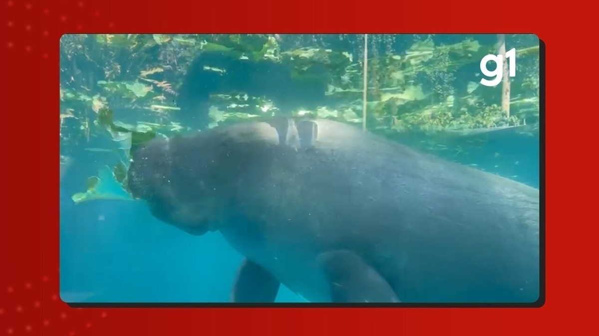 Peixe-boi 'Boo', que vive no Inpa, completa 50 anos; ela foi a primeira ...