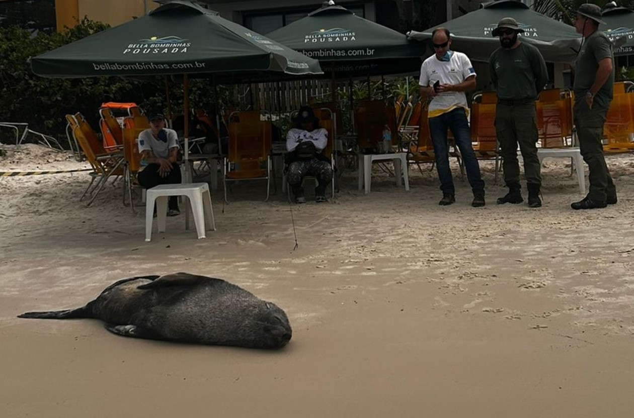 Lobo-marinho descansa em praia de SC e diverte banhistas; VÍDEO | G1