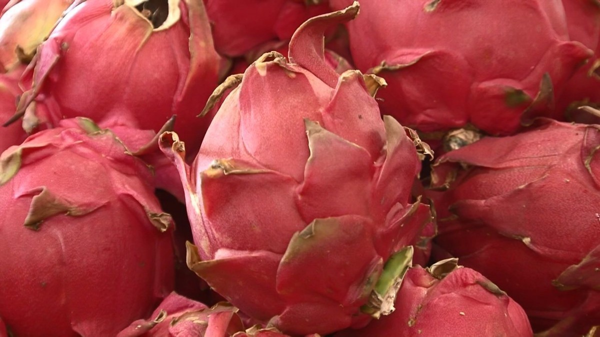 Pitaya também é chamada de fruta-do-dragão | G1