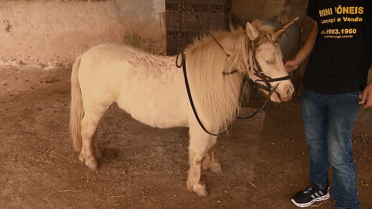 Criação de mini pôneis atrai crianças e vira negócio, em São José dos ...