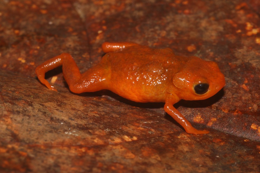 Especies De Sapos De Estimacao Nova Espécie De Sapo é Descoberta Na