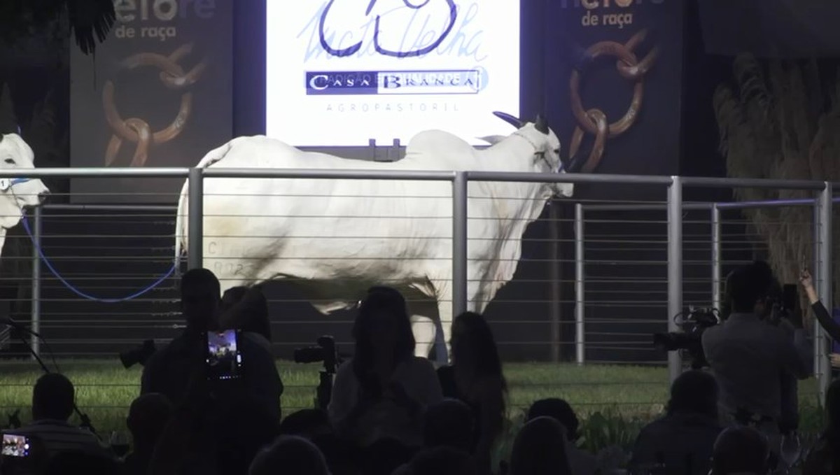 Vaca avaliada em R$ 15,48 milhões se torna a segunda mais cara do ...