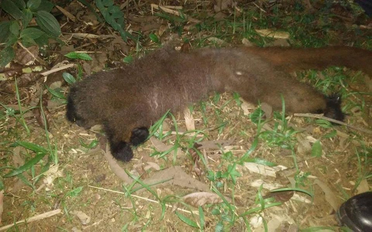 Macaco é encontrado morto em Penedo, Itatiaia, no Sul do Rio de Janeiro