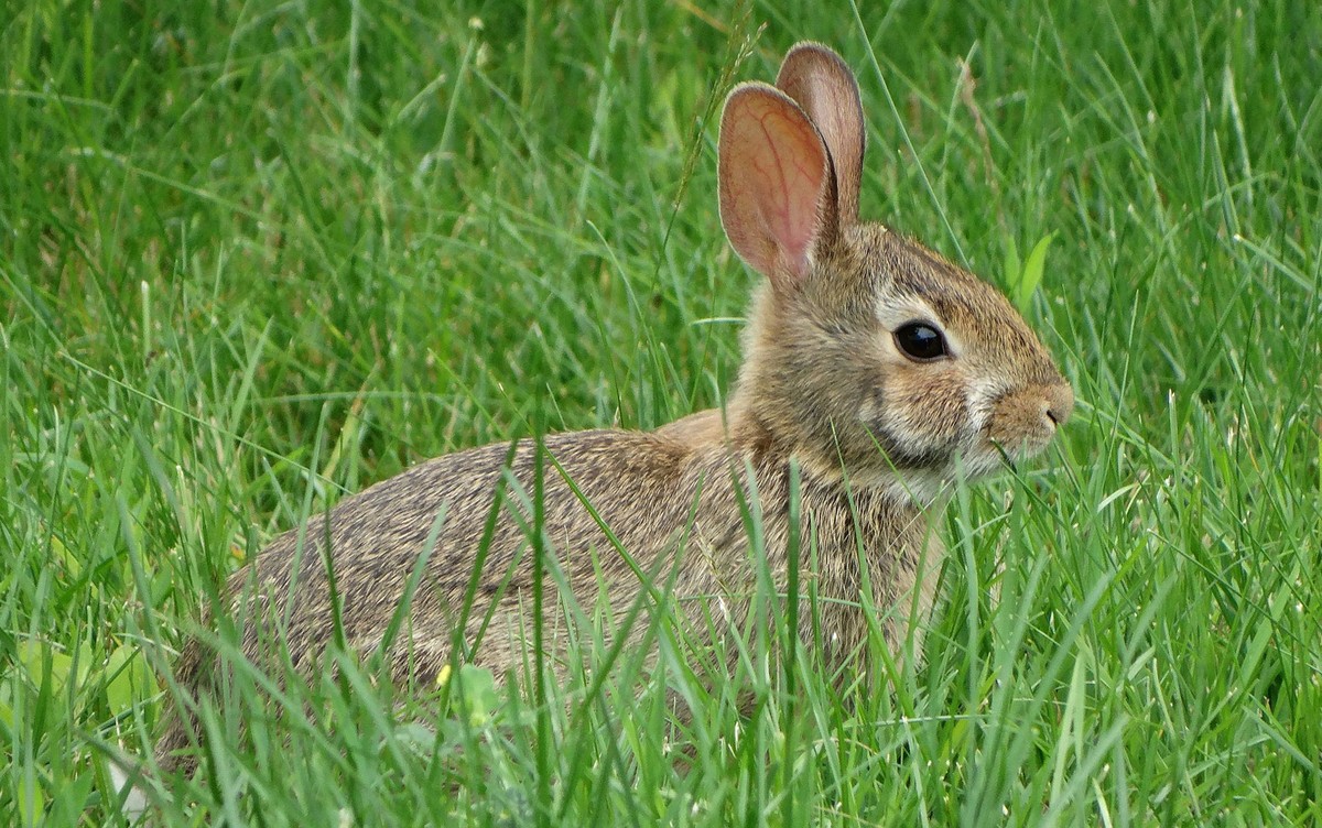 Coelho é protagonista de campanha de natalidade na Polônia | Mundo | G1