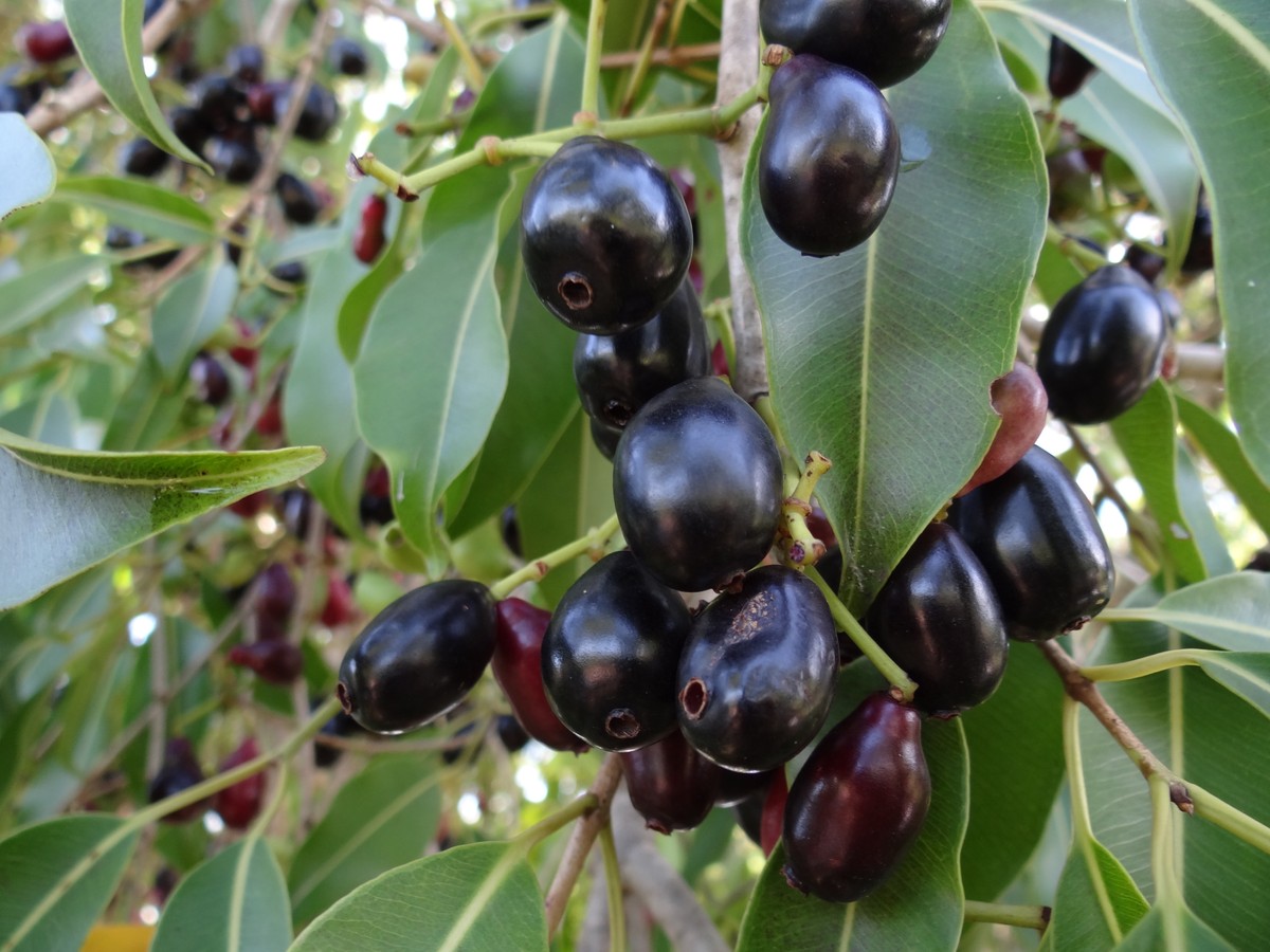 Jambolão: o frutinho que tinge tudo de roxo | Terra da Gente | G1