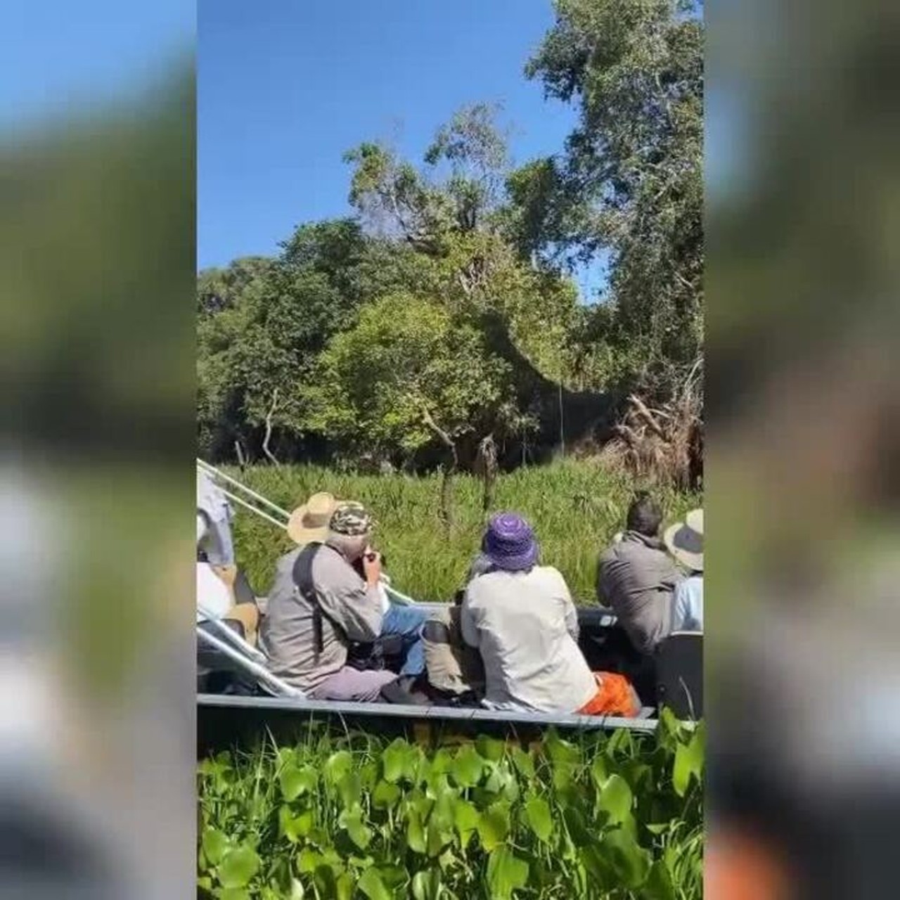VÍDEO: Onça pula diante de atrizes de 'Pantanal' e caça jacaré para ...