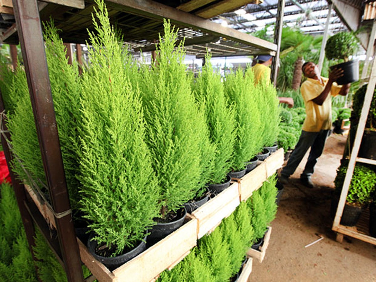 🎄Como cuidar de um pinheiro natural? Veja dicas para manter sua árvore ...