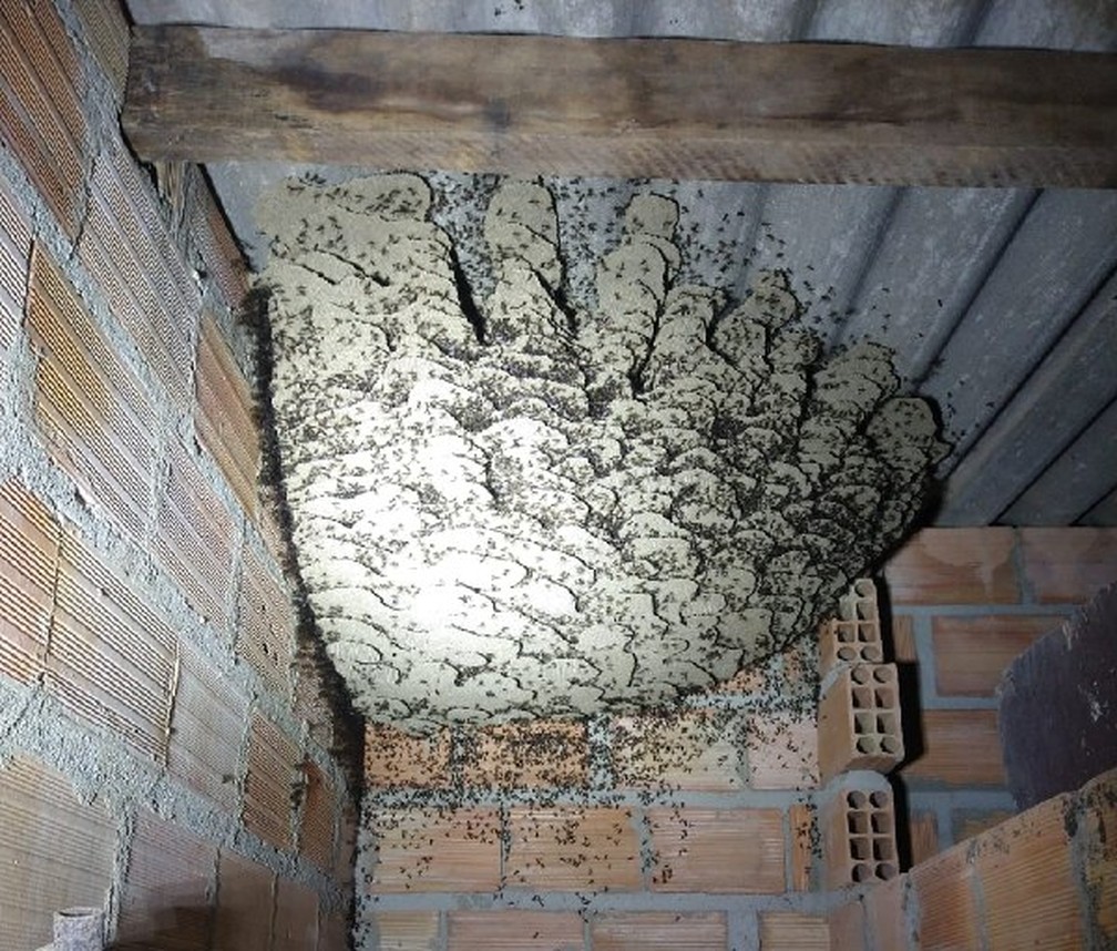 como matar marimbondo