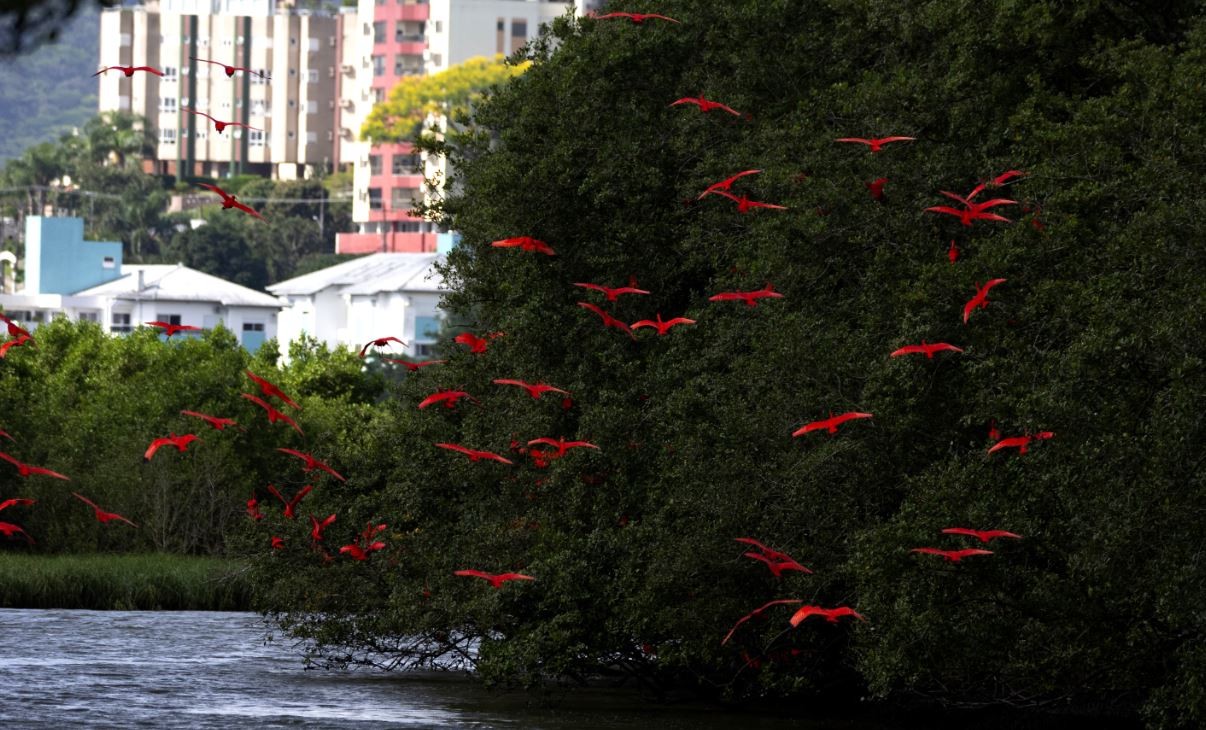 Entenda a importância e o significado do retorno dos guarás a ...