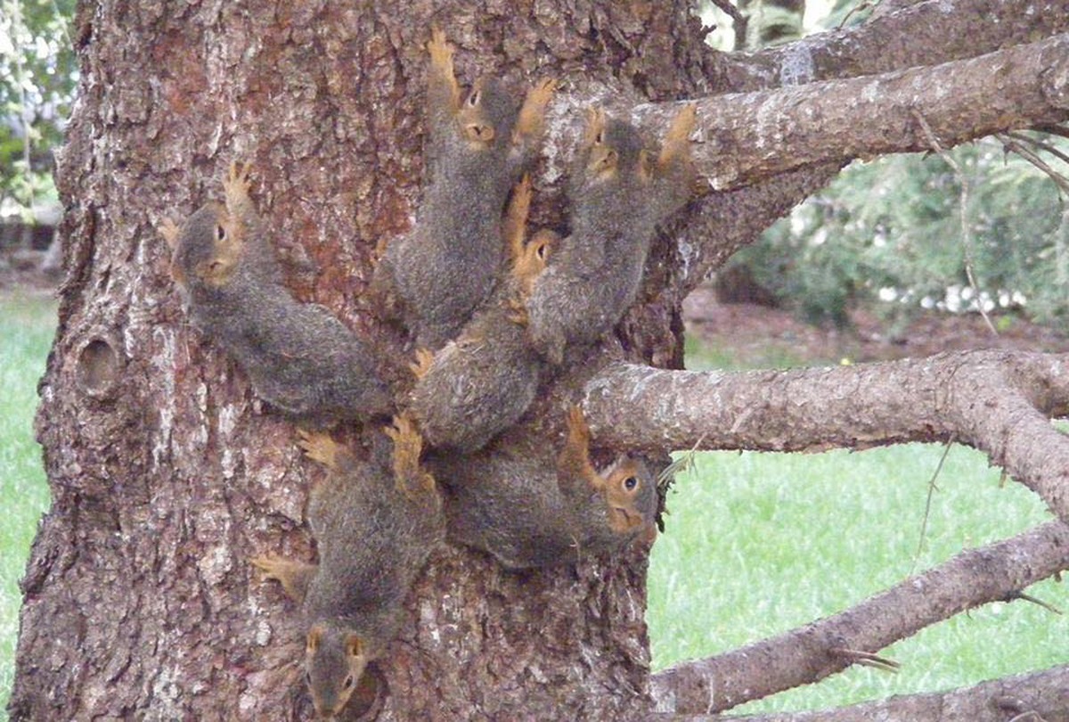 Seis esquilos são resgatados após ficarem com rabos enroscados nos EUA ...