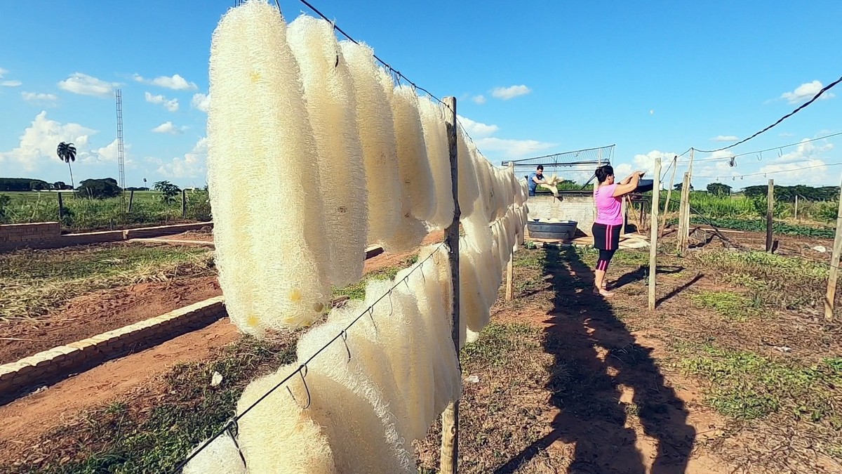 Cultivo de bucha caipira é fonte de renda de família no interior ...