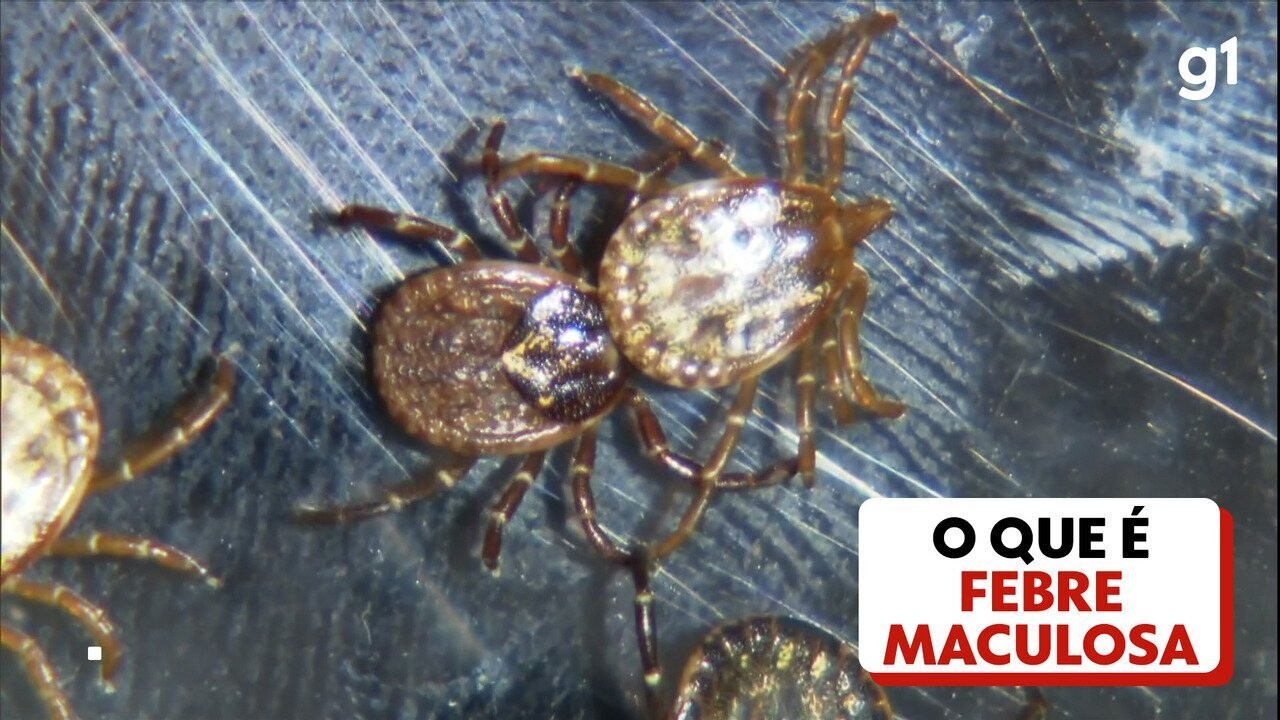 Febre maculosa: letalidade em Campinas chega a 100% em 2025 | G1