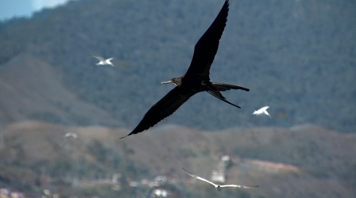 'Ilhabela Bird Week': capital da Vela abriga refúgio de aves marinhas ...