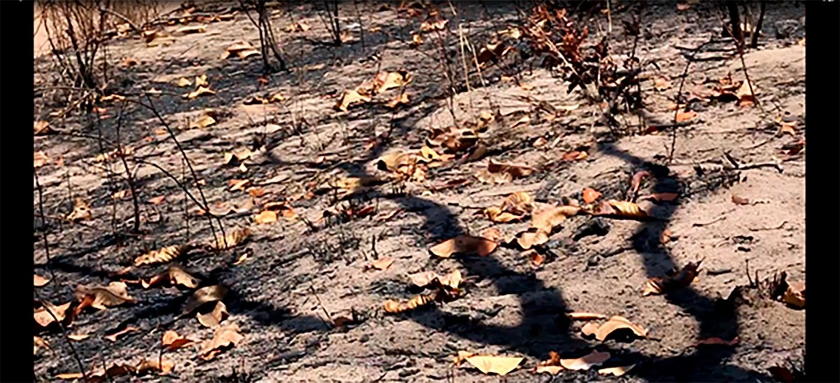 Ensaio fotográfico sobre incêndios na Savana Alter do Chão em 2019 é ...
