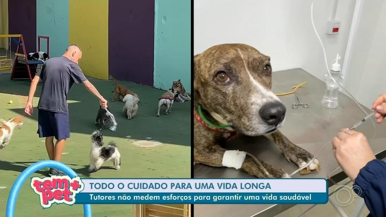 Bauru recebe mais uma edição do Tem+ Pet neste domingo; veja a ...