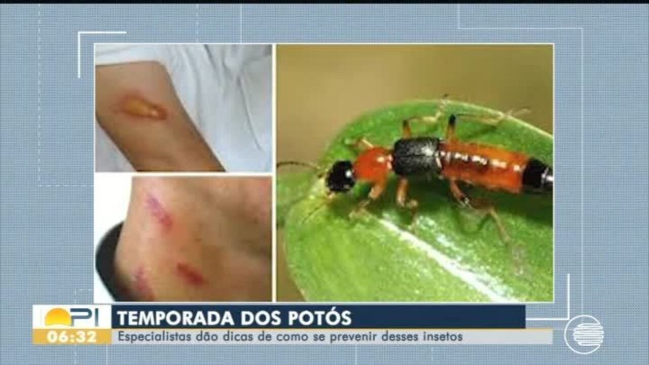 Especialistas revelam mitos e verdades sobre o potó: inseto que causa ...