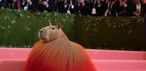 O hype da capivara: buscas pelo animal crescem no Brasil e no mundo | G1