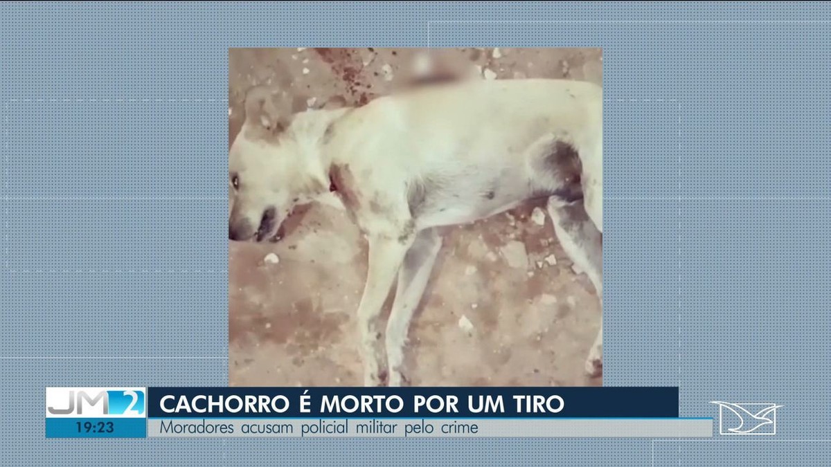 Cachorro é Morto A Tiro No Bairro Da Jordoa Em São Luís Maranhão G1