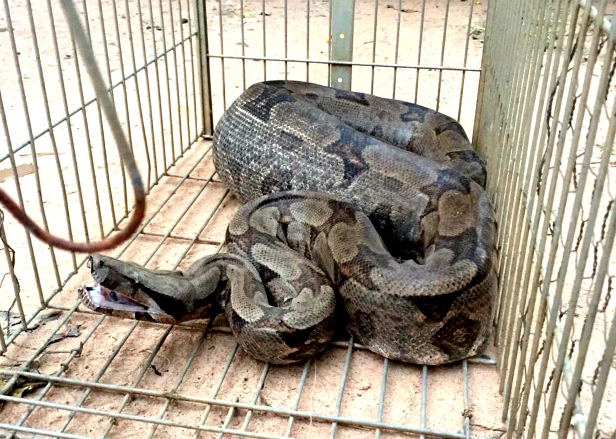 Jiboia de dois metros é capturada em bairro rural de Botucatu | Bauru e ...