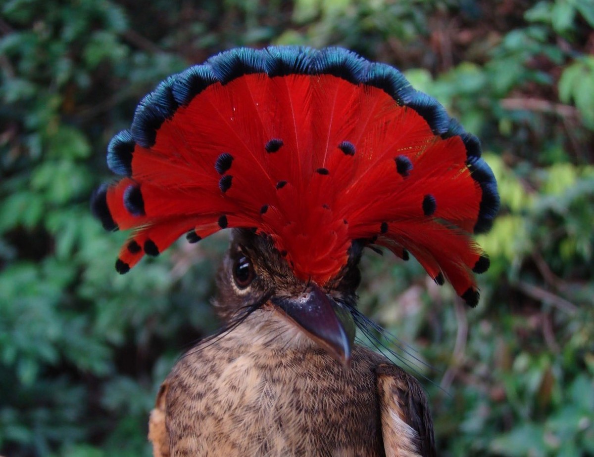 Pesquisadores do Brasil e do mundo sequenciam genoma de mais de 300 ...