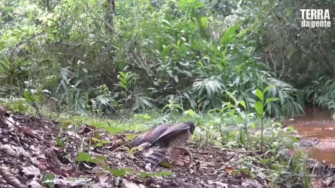 Gavião-carijó é flagrado ao predar serpente em zona rural de Minas ...