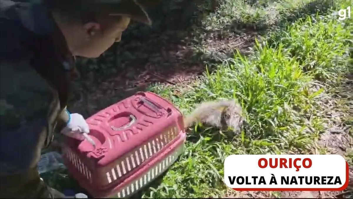 Ouriço-cacheiro é resgatado em escola de São José do Ouro e reinserido ...