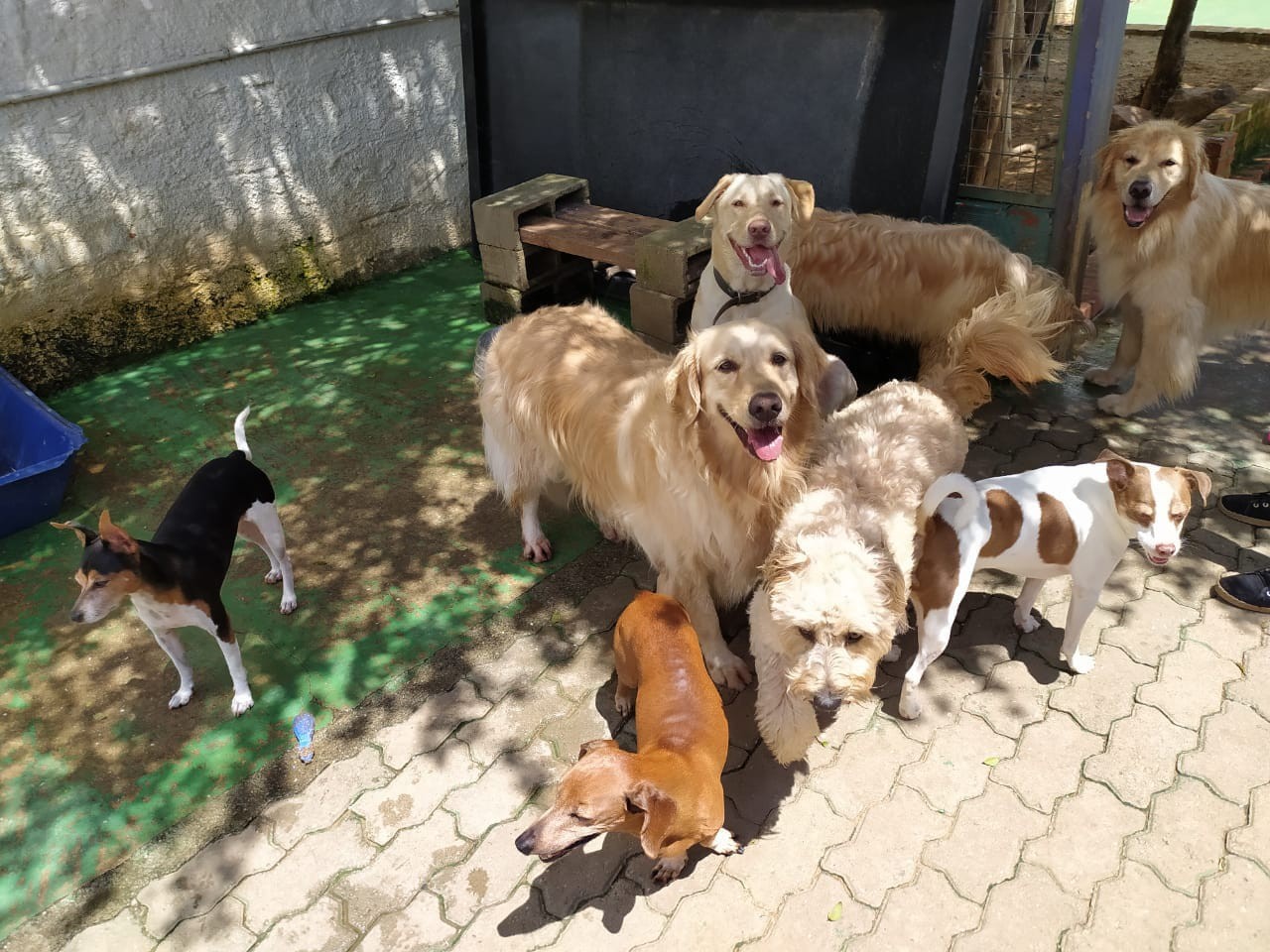 'Creche' para cães tem brincadeiras, aulas de obediência e até soneca ...