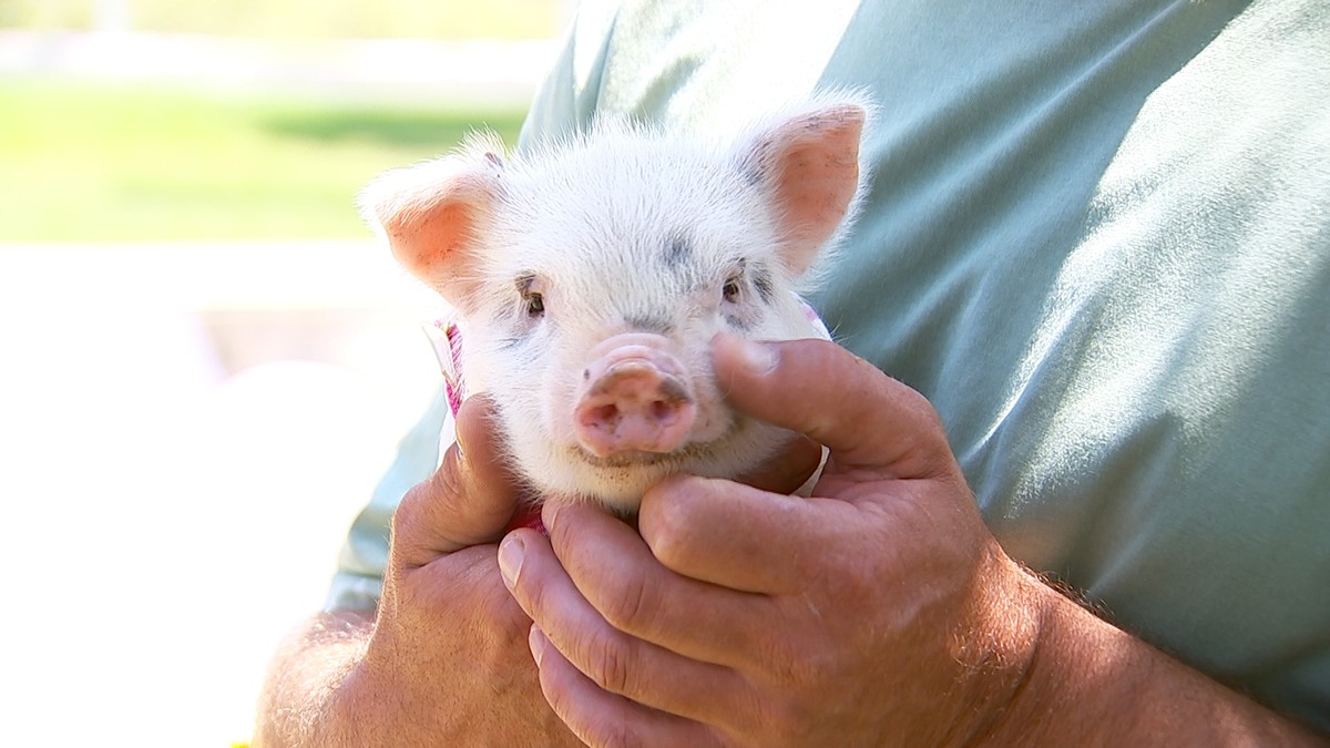Produtora de Porangaba investe em mini porcos | Nosso Campo | G1