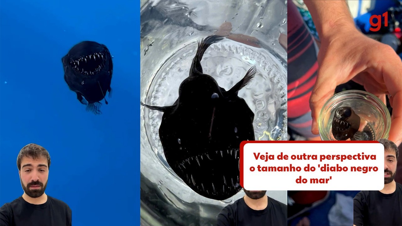 Tamanho real do peixe 'diabo negro' surpreende; veja IMAGENS | G1