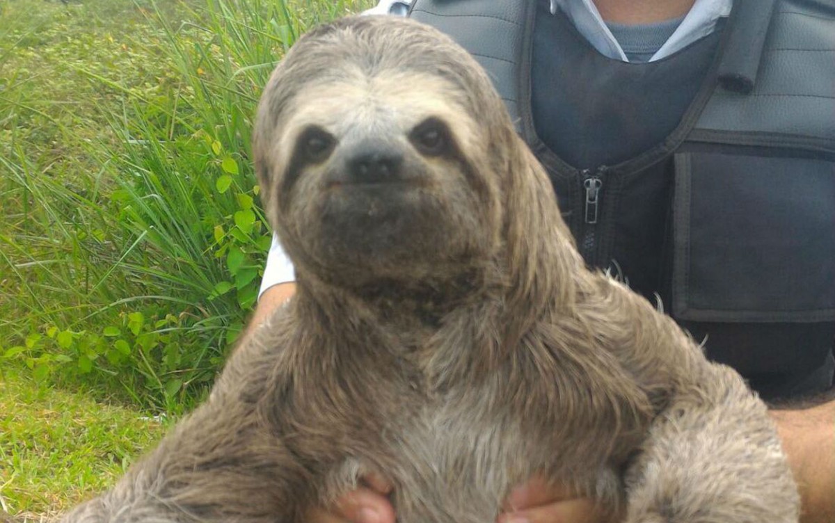 Bicho-preguiça é resgatado próximo ao Zoológico de Brasília; veja vídeo ...