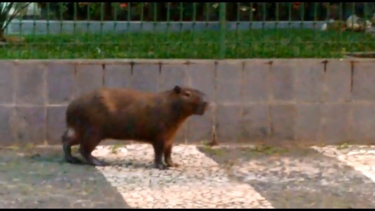 Capivara é flagrada em calçada de bairro residencial de Curitiba; VÍDEO ...
