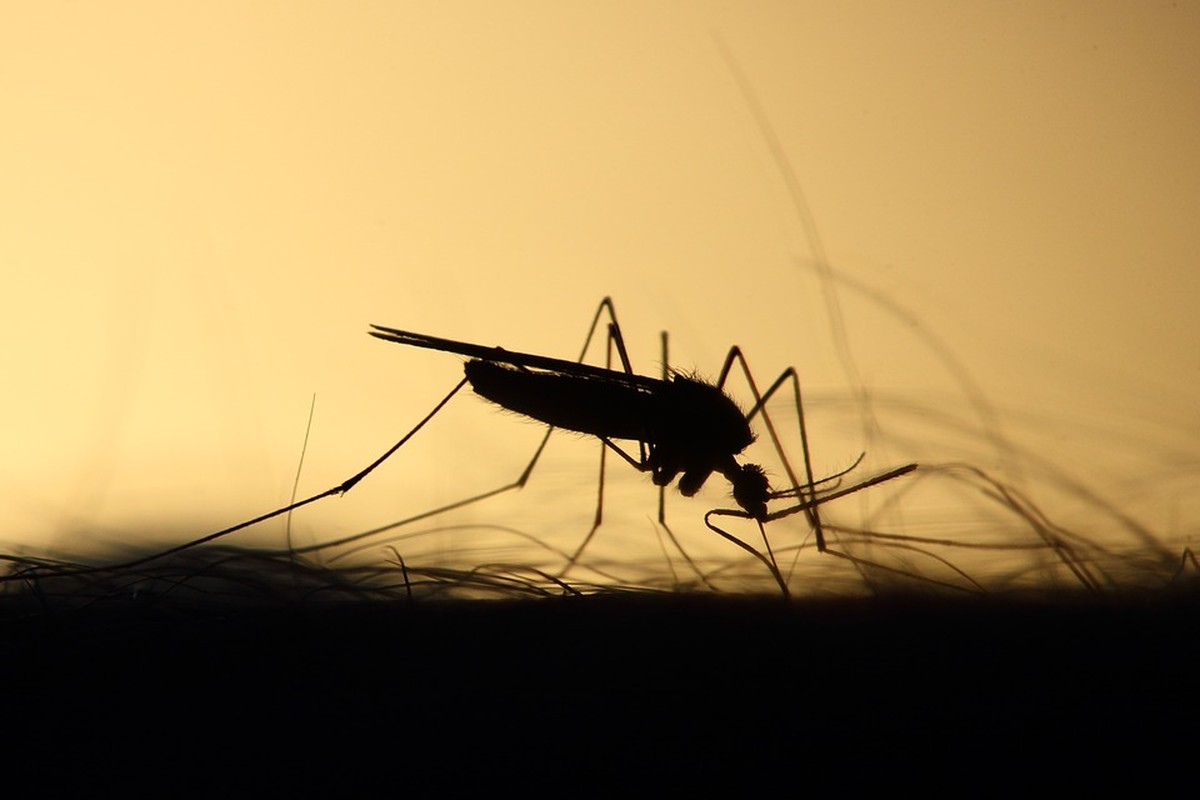 Amazonas registra quase 200 casos de febre do Mayaro e Oropouche em ...