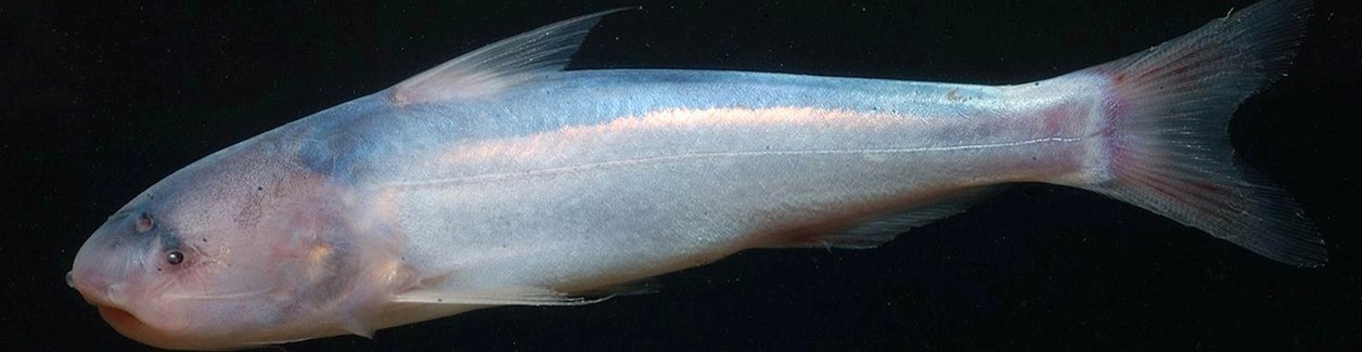 Conheça o candiru, peixe que suga sangue e devora carcaças na Amazônia | G1