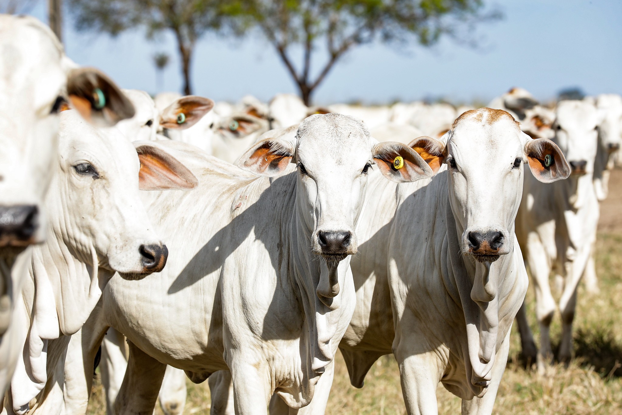 MT possui o maior rebanho bovino do país pelo sexto ano consecutivo | G1