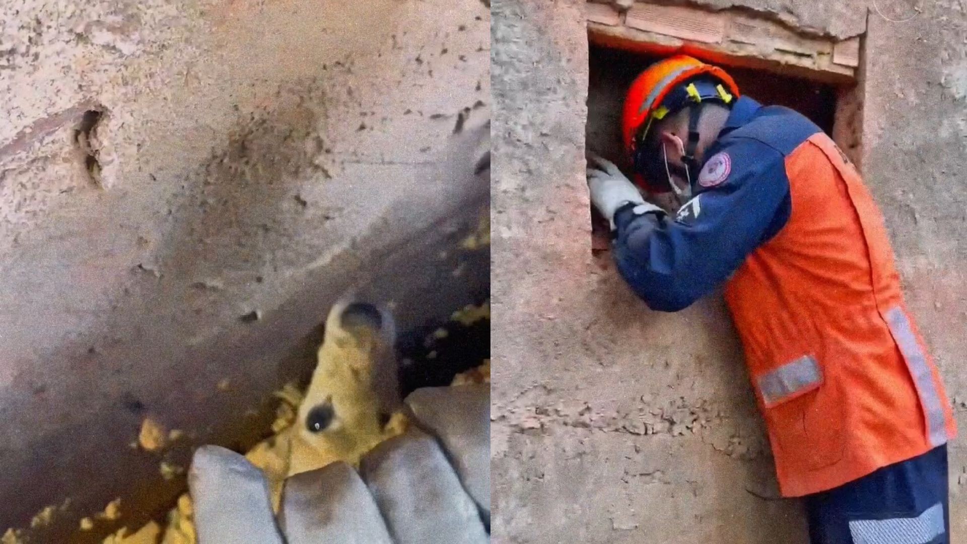 Cão fica preso entre paredes e bombeiros abrem buraco para resgate | G1