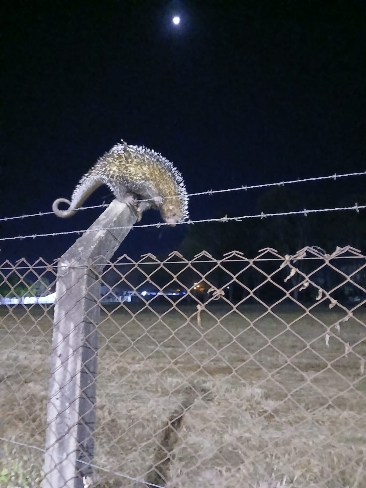 Moradores flagram ouriço-preto conhecido como 'Luís-cacheiro' em Jaru ...