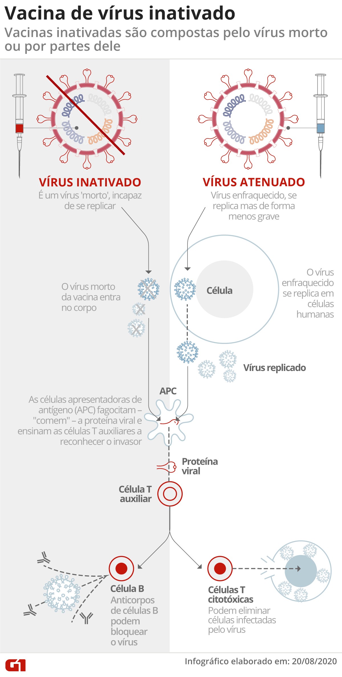 Coronavírus: os quatro tipos de vacina contra Covid-19 e o que falta ...