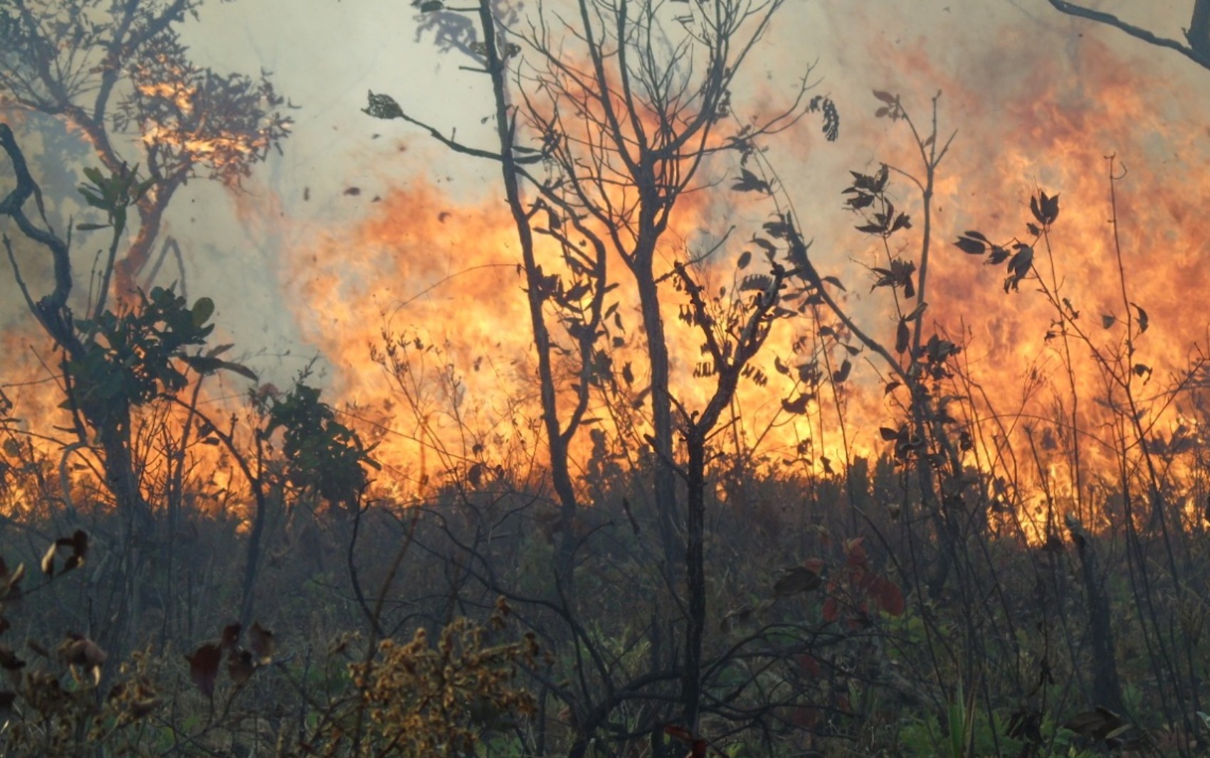 Pesquisa da UEG mostra impacto das queimadas no Cerrado por meio da ...